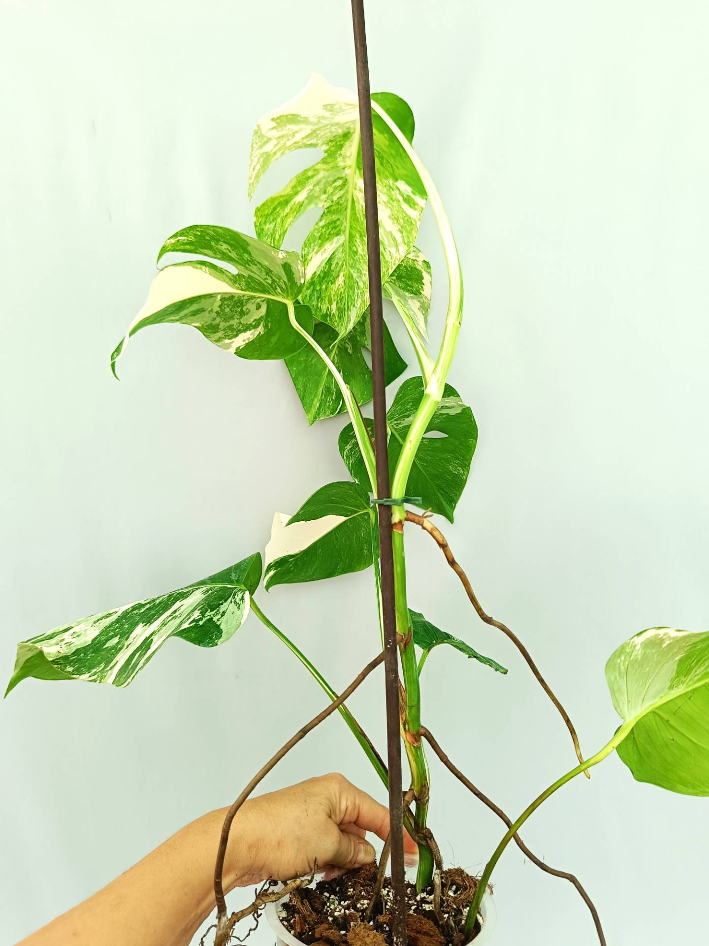 Monstera Albo variegata | Welovetropicalplants