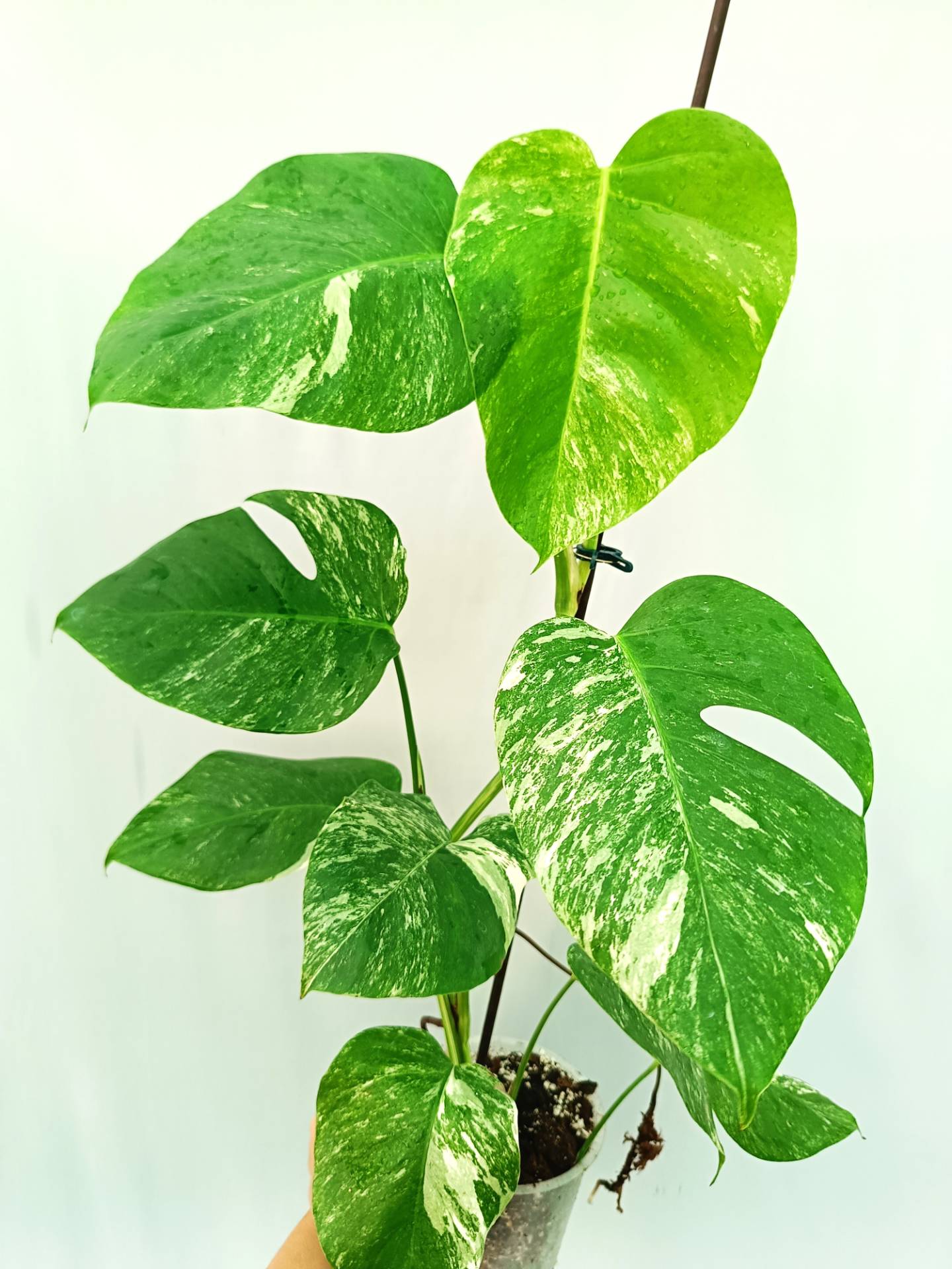 Negozio online di piante tropicali = piante uniche, rare, variegate ...