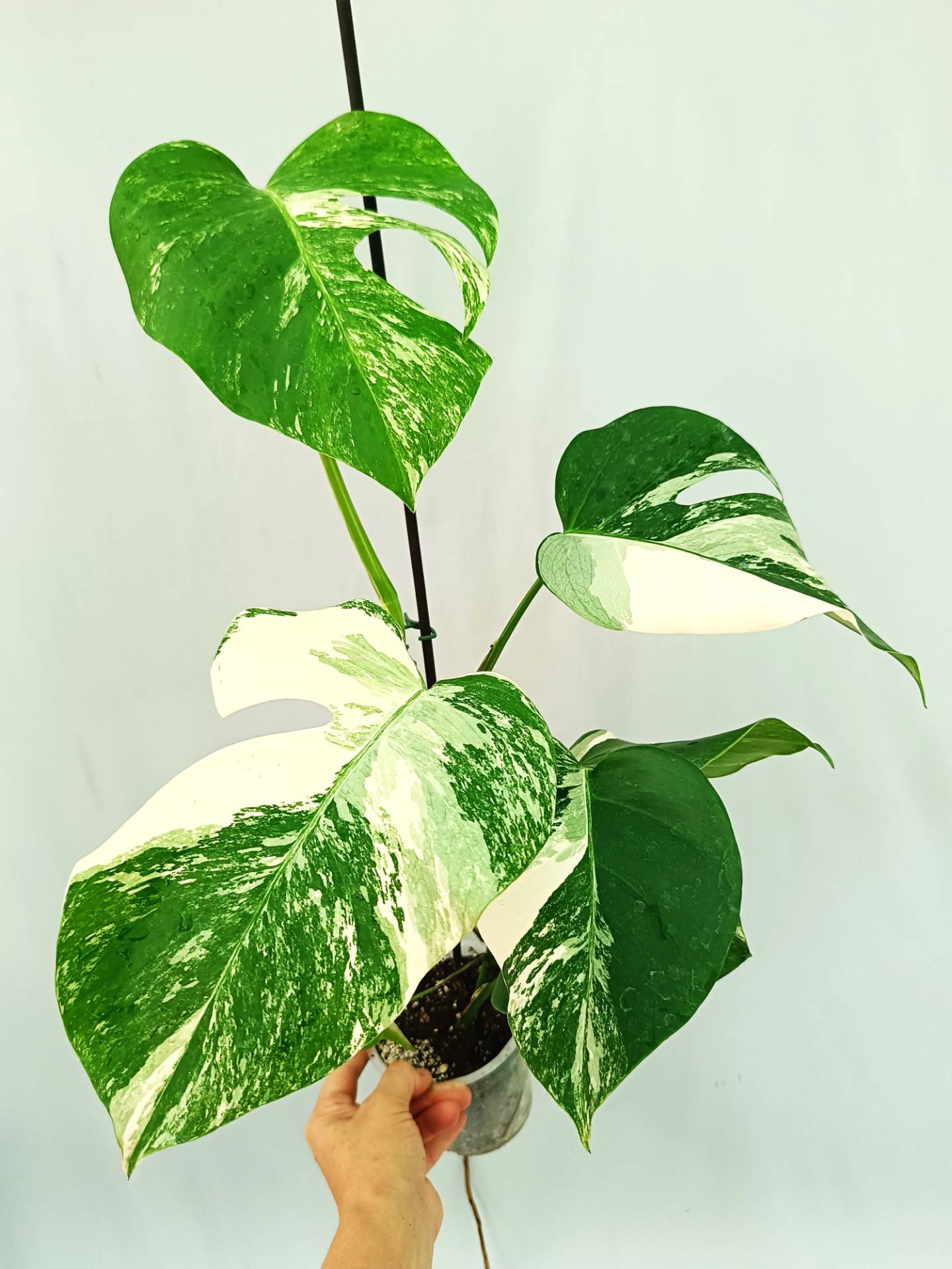 Negozio online di piante tropicali = piante uniche, rare, variegate ...