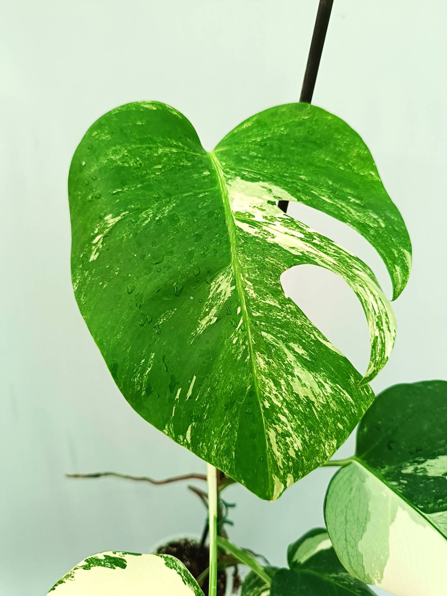 Negozio online di piante tropicali = piante uniche, rare, variegate ...