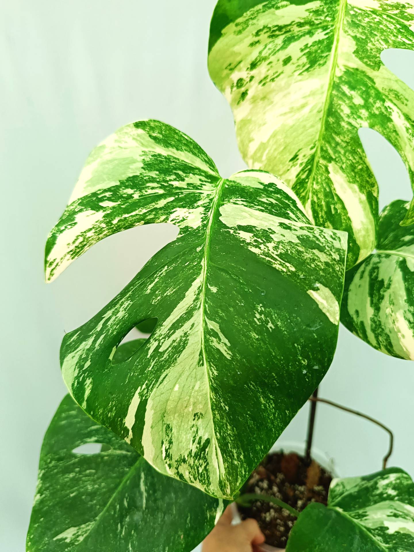 Monstera Albo variegata | Welovetropicalplants