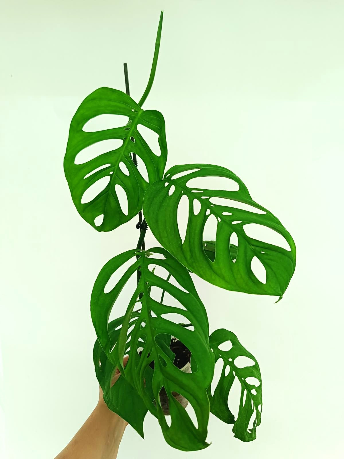 Monstera Epipremnoides Esqueleto large | Welovetropicalplants
