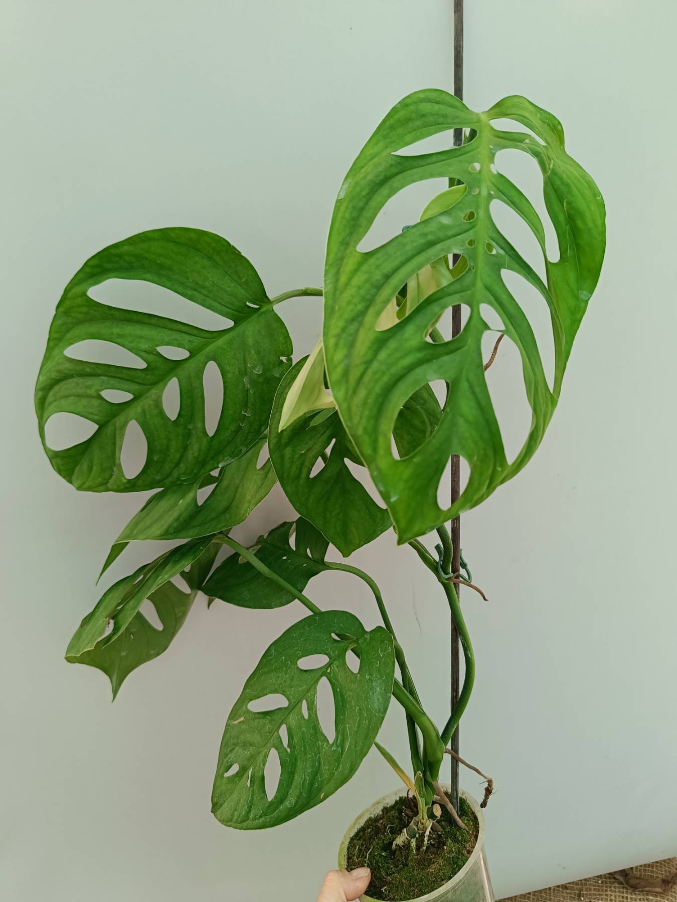 Monstera Epipremnoides Esqueleto XL | Welovetropicalplants