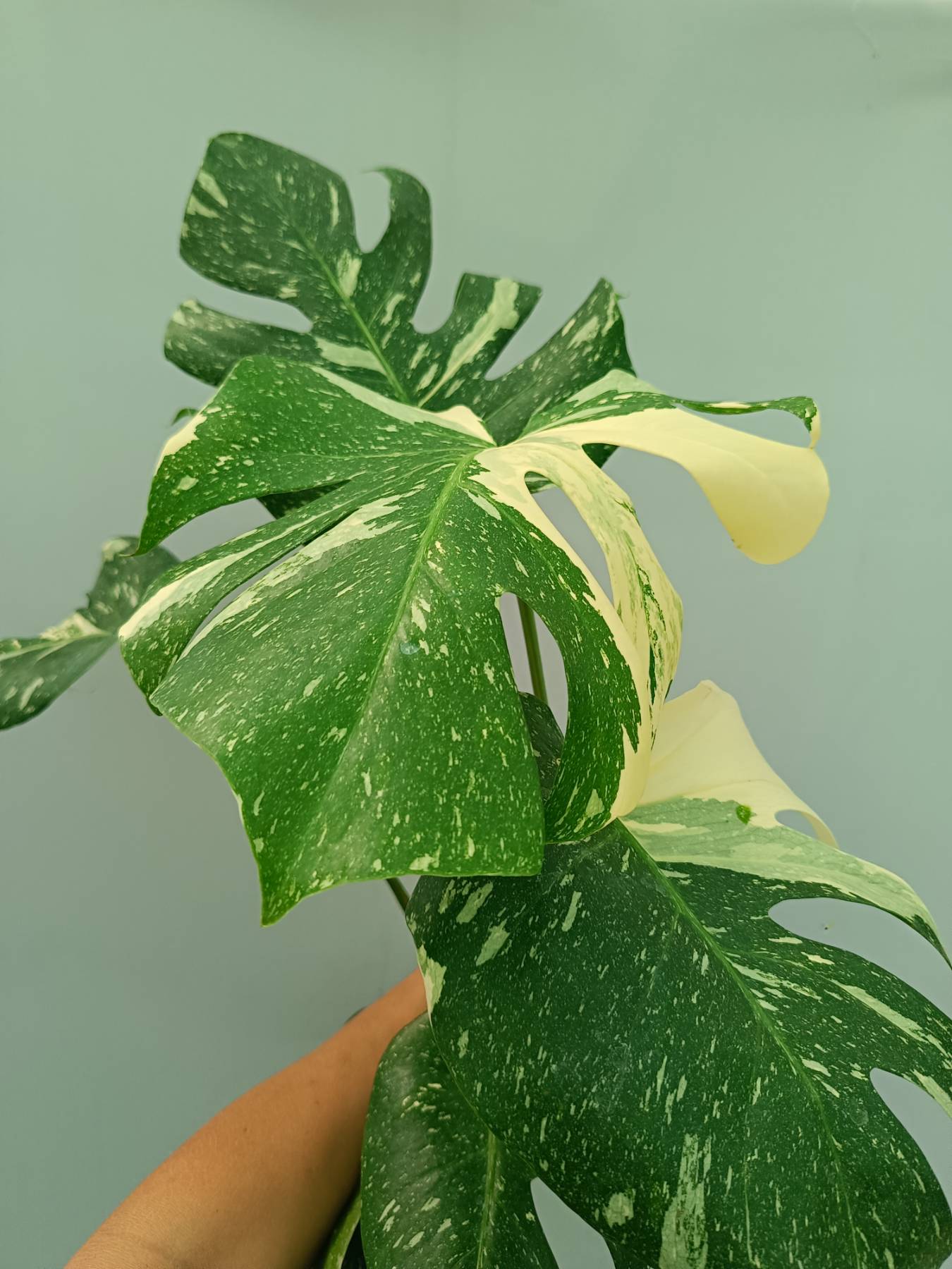 Large Monstera thai constellation | Welovetropicalplants