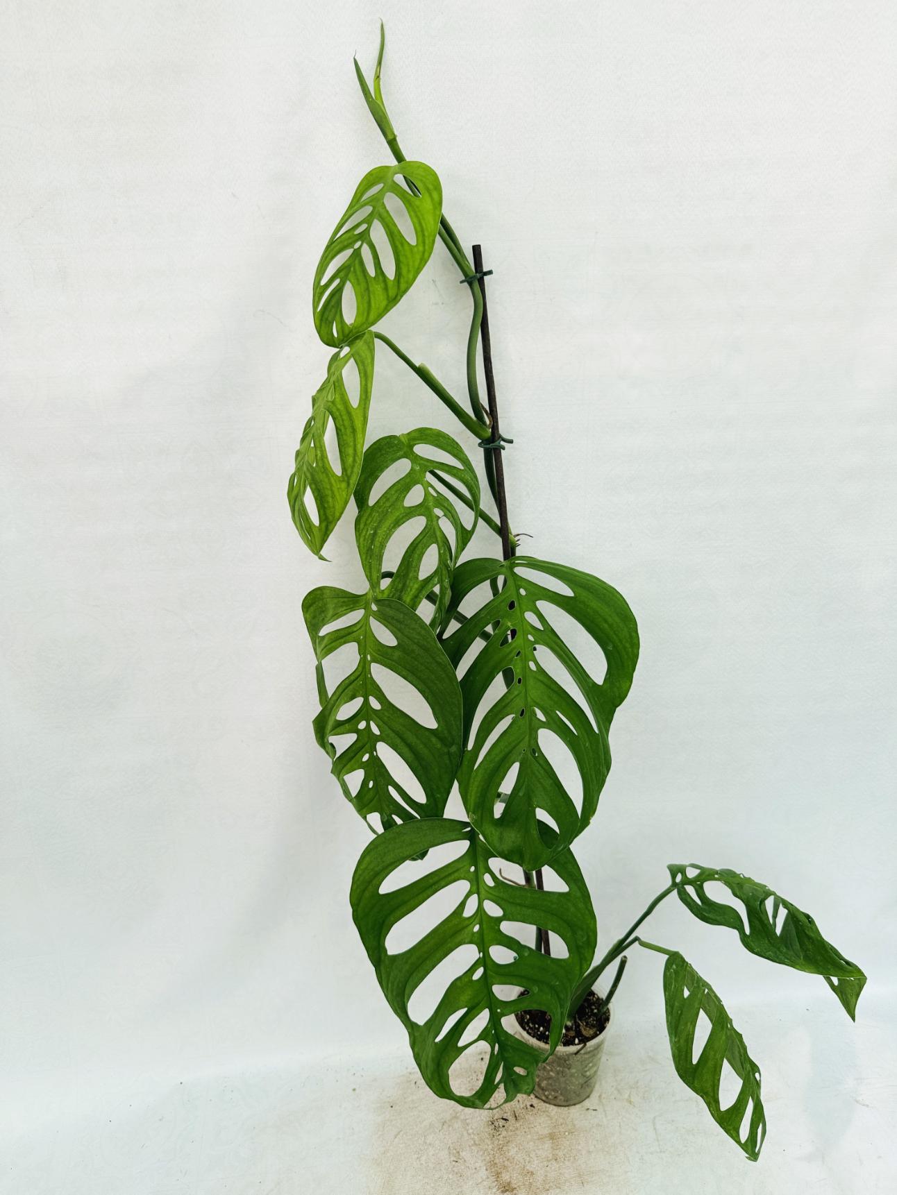 Monstera Epipremnoides Esqueleto LARGE | Welovetropicalplants