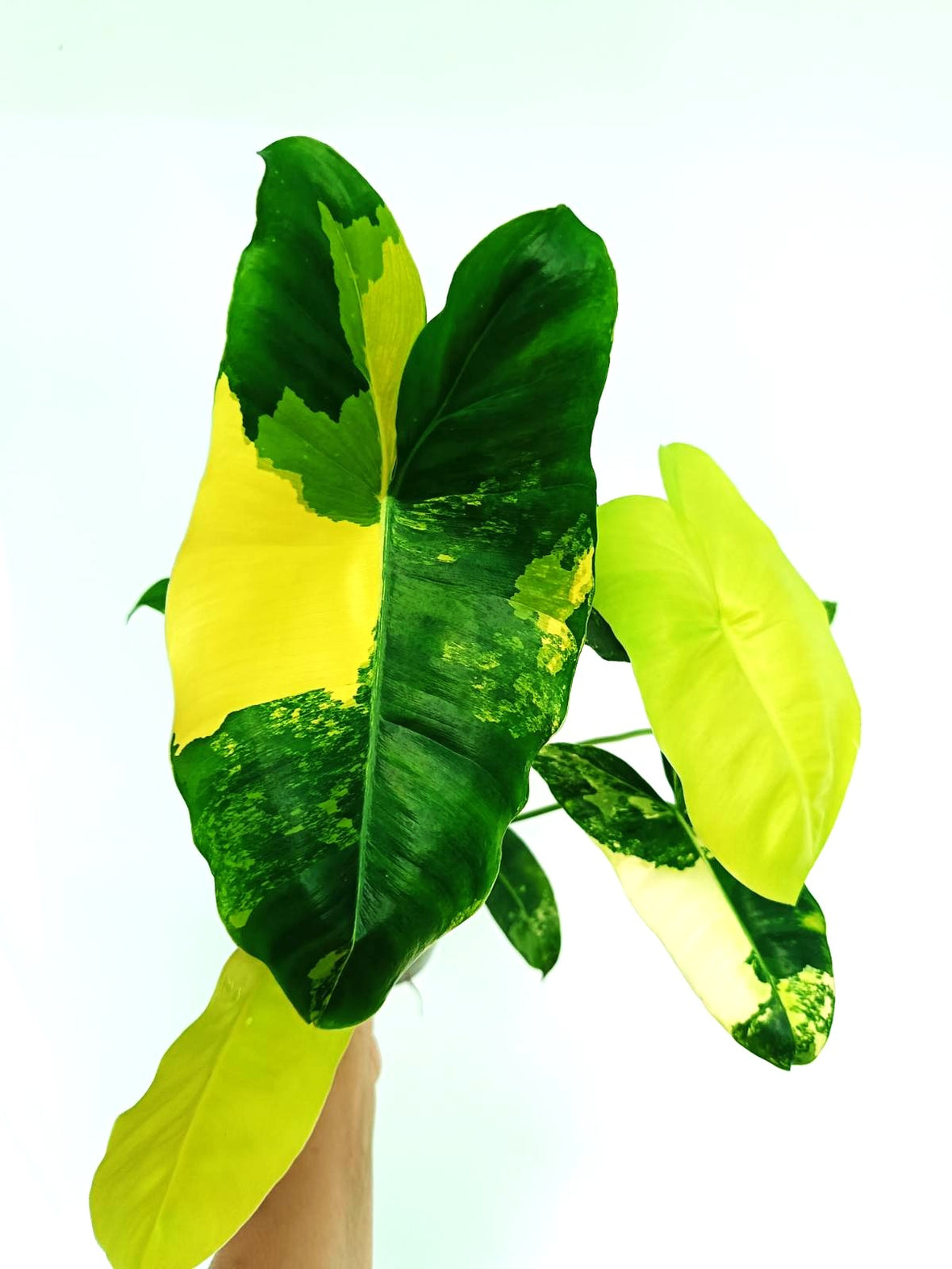Philodendron Burle Marx Variegata | Welovetropicalplants