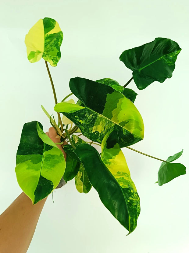 Philodendron Burle Marx Variegata | Welovetropicalplants