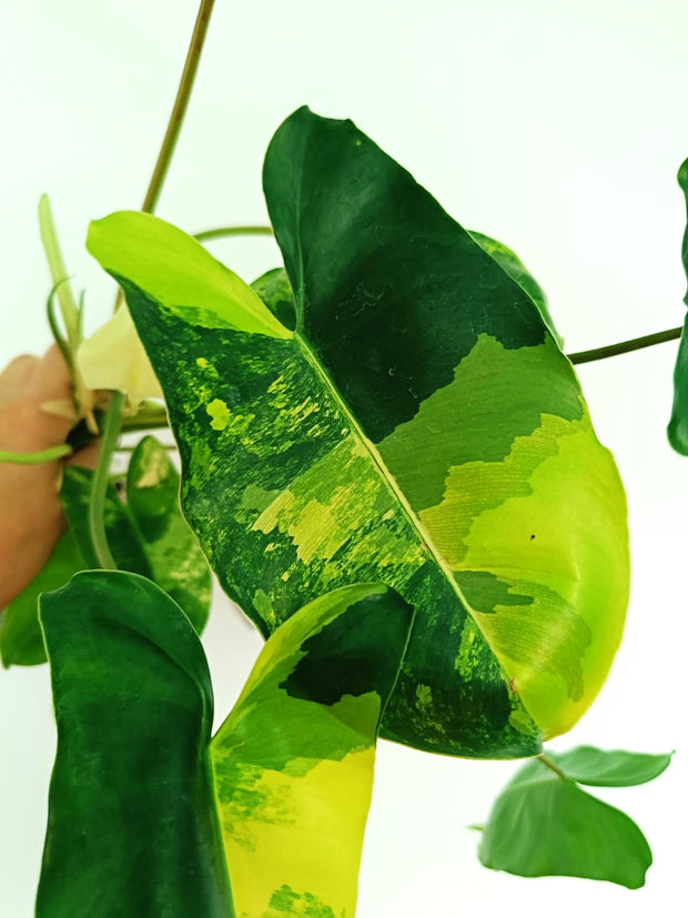 Philodendron Burle Marx Variegata | Welovetropicalplants
