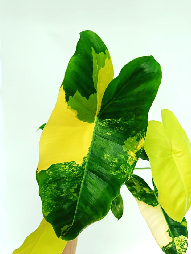 Philodendron Burle Marx Variegata | Welovetropicalplants