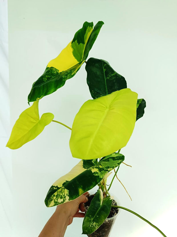 Philodendron Burle Marx Variegata | Welovetropicalplants