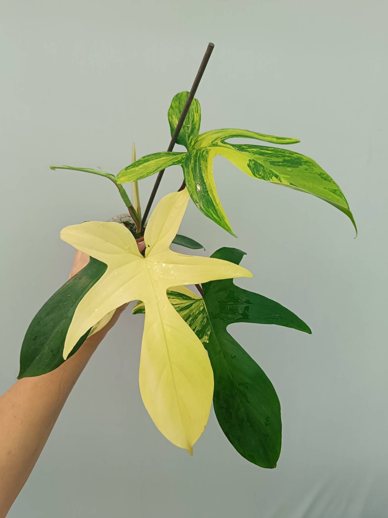 Philodendron Florida Beauty Variegata | Welovetropicalplants