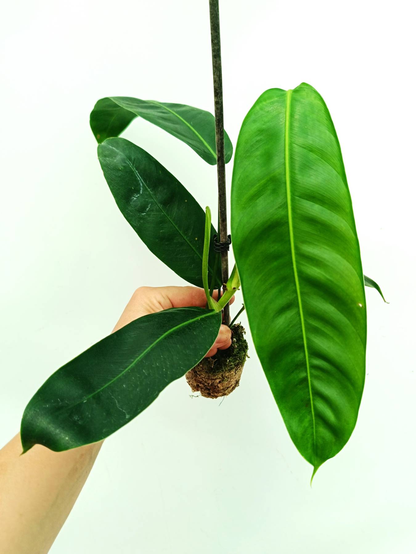 Philodendron patriciae (young plant) | Welovetropicalplants