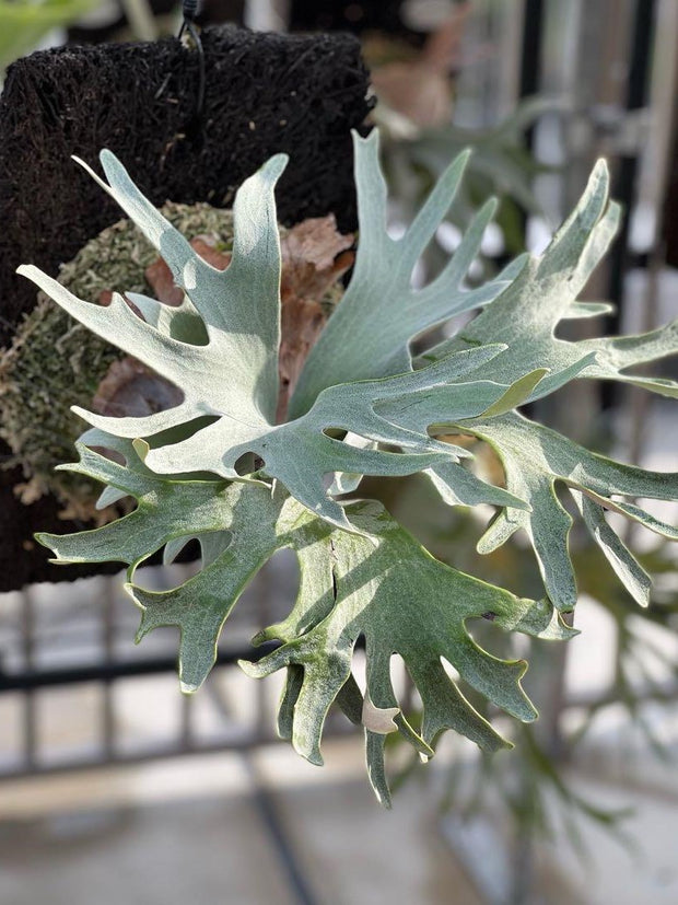 Platycerium Ginka | Welovetropicalplants