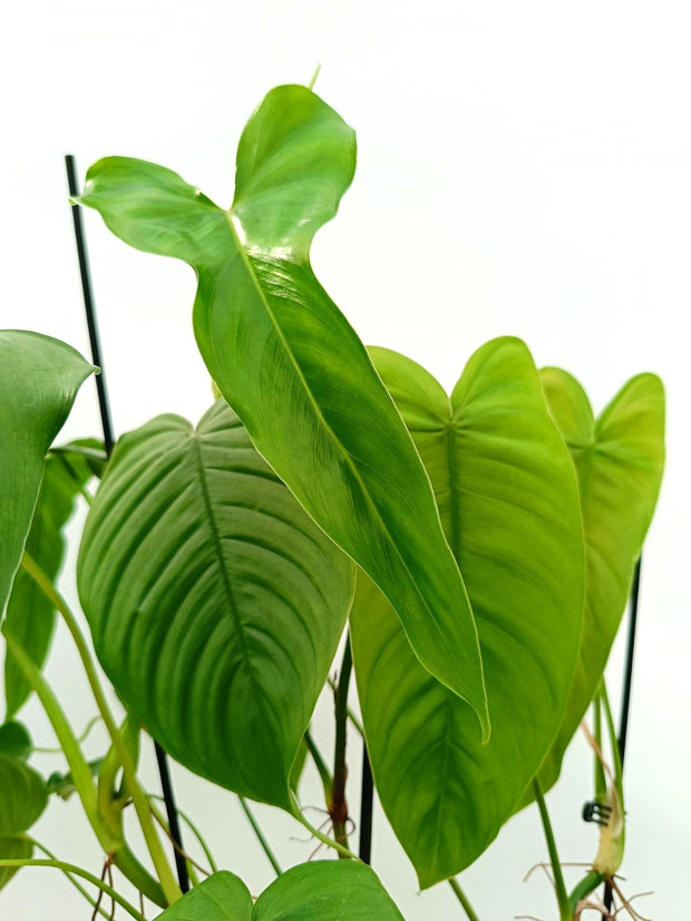 Set of philodendrons: 3 in 1 (Mexicanum+Sharoniae+Tenue ...