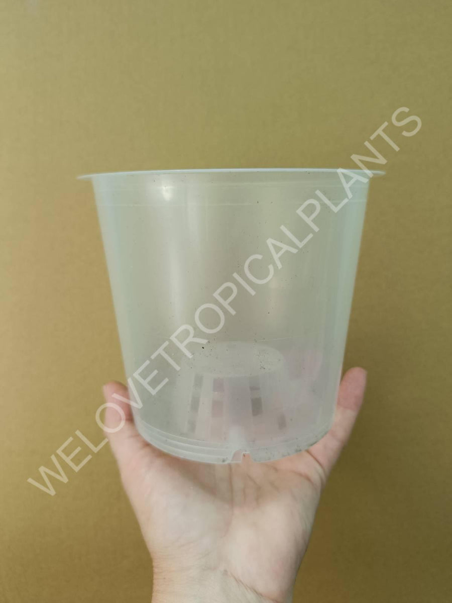 Transparent pot 15 cm - 3x – Welovetropicalplants